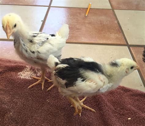 Mottled Java Page 5 Backyard Chickens Learn How To Raise Chickens