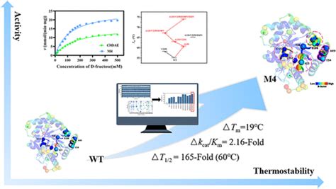 提高 Christensenellaceae 细菌中 D 阿洛酮糖 3 差向异构酶生产 D 阿洛酮糖的计算机辅助多维策略 Journal Of Agricultural And Food