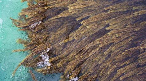 Sea Grass In Ocean Waves Stock Video Video Of Reef 310068255