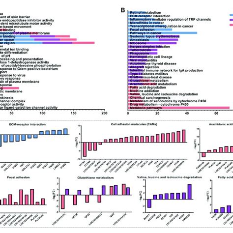 The Go And Kegg Analysis Of The Degs A Top 30 Go Enrichment Terms Of