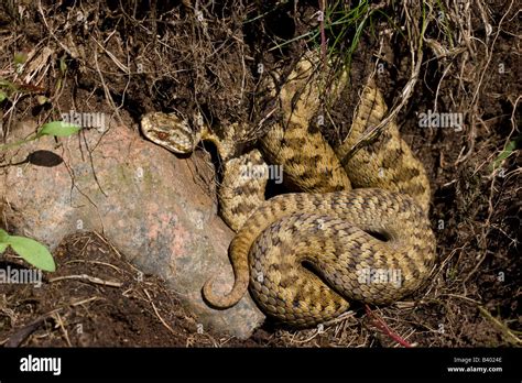 Female Adder Hi Res Stock Photography And Images Alamy