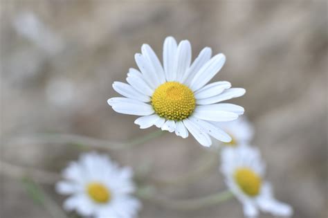 데이지 꽃 식물 Pixabay의 무료 사진 Pixabay