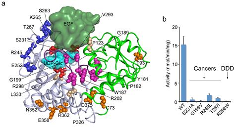 Enzyme Structure And Function