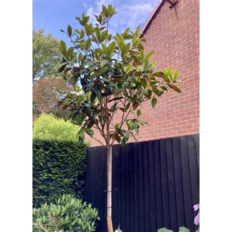 Magnolie Vesnic Verde Pomisor Magnolia Grandiflora Ghiveci 12l H 120 Cm