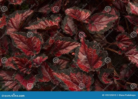 Begonia Rex Hybrid Begonia Rex Cultorum Stock Image Image Of Hybrid