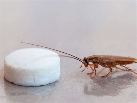 4 Effective Cockroach Baits And Traps Critter Control Of Polk County