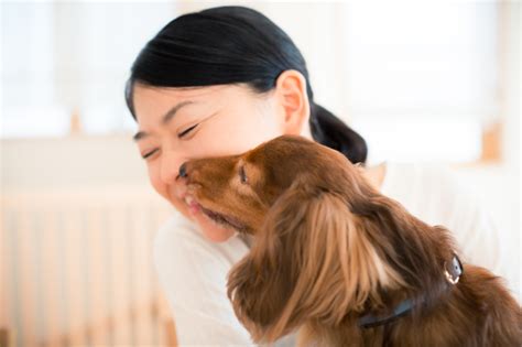 犬が人の手足や床を舐める理由は？舐められても病気にはならない？｜アクサダイレクト