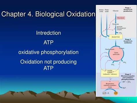 Ppt Chapter Biological Oxidation Powerpoint Presentation Free Download Id