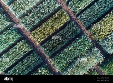 Top View Of Agricultural Test Plots With Different Sorts Of Cereal Crops Hybrids Shoot From