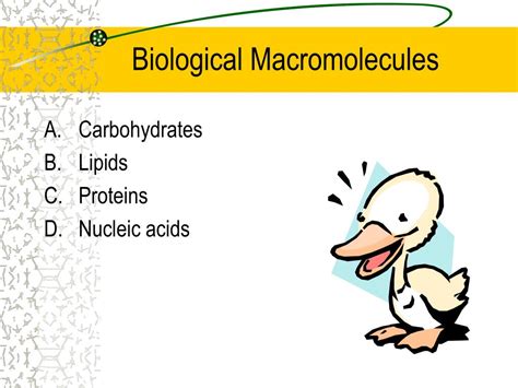Structures Of Biological Macromolecules Carbohydrates At Brett Ramires Blog