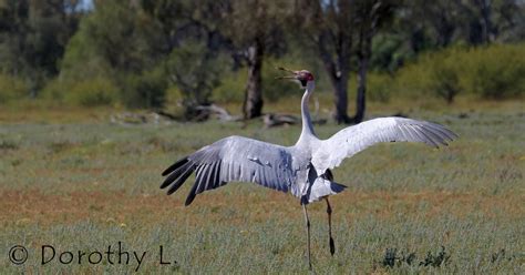 Brolga Dreaming Ausemade