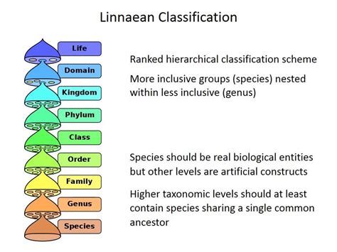Classification And Characteristics Of Different Types Of