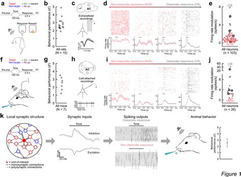 Diverse Single Unit Responses Measured In Rodent Auditory Cortex During Download Scientific