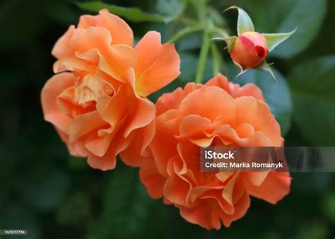 여름 정원에서 오렌지 장미의 꽃입니다 붉은 정원은 여름 화단의 수풀에 일어났습니다 꽃 덤불 자연 배경에 신선한 오렌지 장미 발렌타인 데이 엽서 0명에 대한 스톡 사진 및