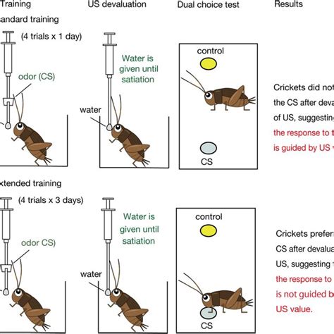 Schematic Illustration Of The Effects Of Us Devaluation On Execution Of