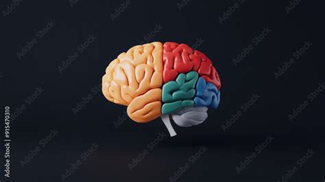 3d Model Of The Human Brain Showing Different Lobes And Structures [3d Human Brain