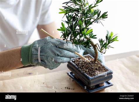 Man Adding Granular Organic Fertilizer To Bonsai Pot Gardener Spreading Fertilizer In Flower