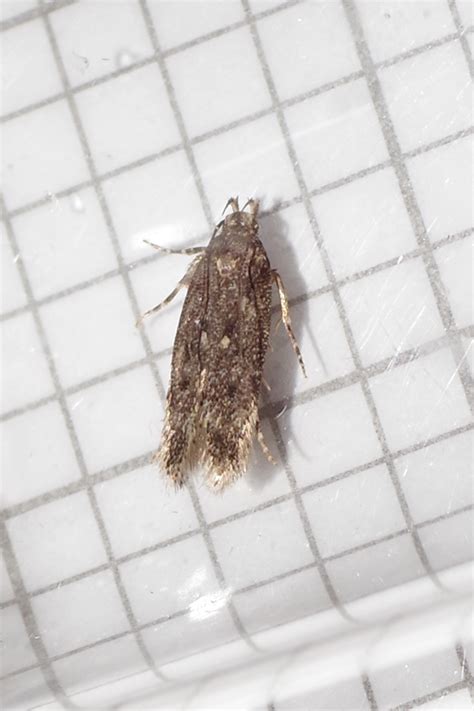 35 047 Dark Groundling Bryotropha Affinis Dumfries And Galloway Moths