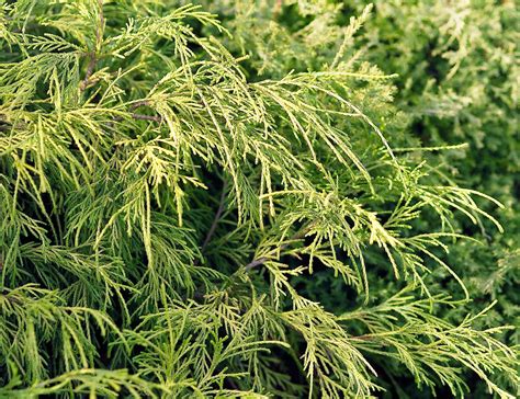 21 Best Evergreen Shrubs To Grow For Year Round Color