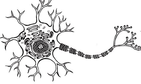Neuron Drawing ClipArt Best