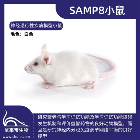 SAMP8小鼠