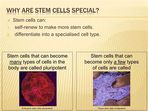 Introduction To Stem Cell Pptx