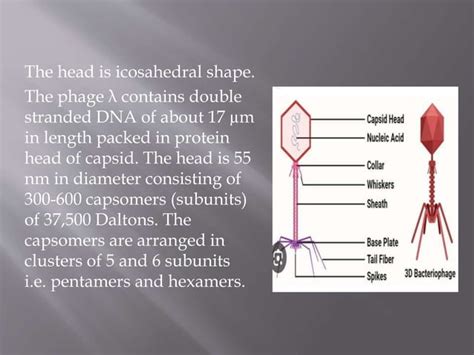 Lambda Phage Reproduction Ppt