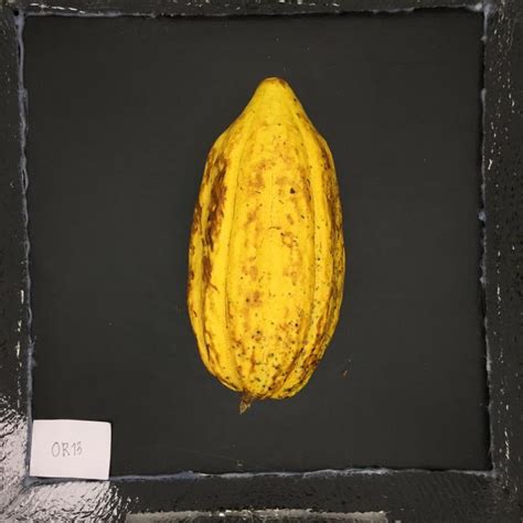 Uf 18 Cacao Maturity Detection Object Detection Dataset V1 2023 04 28 2 58pm By Cacao