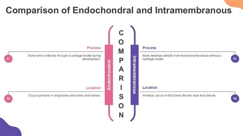 Comparison Of Endochondral And Intramembranous Ossification Ppt Mockup Acp Ppt Presentation
