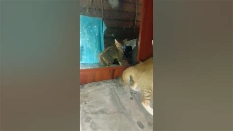 කඋද තාත්තේ ඒ ️අන්තිම ටික මිස් කරගන්න එපා ️උඩ තියෙන සුදු පාට බටන් එක ඔබගෙනම යන්න ප්ලීස් Youtube