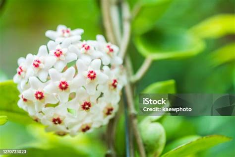 호야 카르노사의 별 모양의 흰색과 분홍색 꽃의 클로즈업 꽃 식물에 대한 스톡 사진 및 기타 이미지 꽃 식물 꽃 나무 0명 Istock