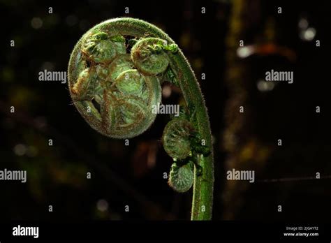 Young Curling Leaf Of Tree Fern Dicksonia Antarctica Tasmania