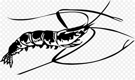 手绘皮皮虾png图片素材下载图片编号qzorlpjz 免抠素材网