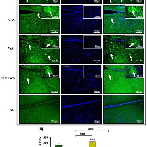 Immuno Fluorescent Localization Of Gnrh I And Erα Receptors In