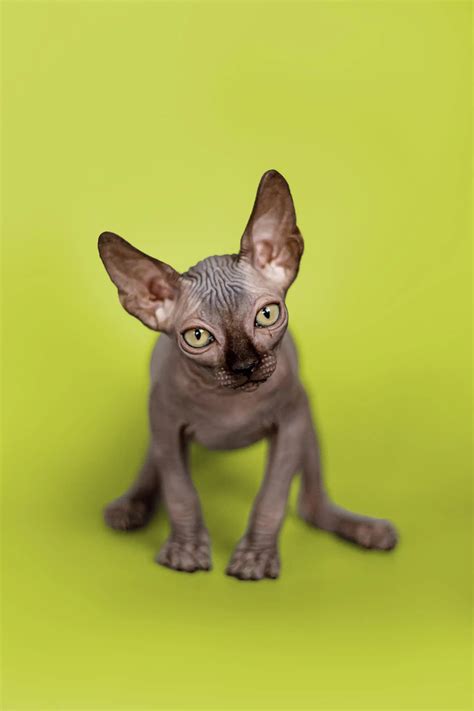 Meet Fred The Playful Black Sphynx Kitten