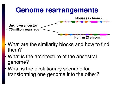 Ppt Genome Rearrangements Synteny And Comparative Mapping Powerpoint Presentation Id 285260