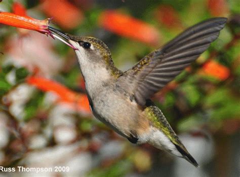 Hummingbird   Abyss