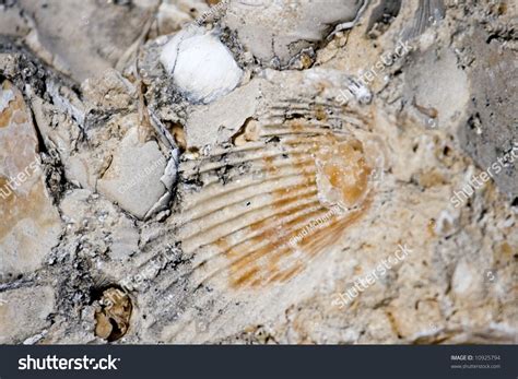 Embedded Fossil Of A Seashell In A Coastal Rock Stock Photo 10925794 Shutterstock