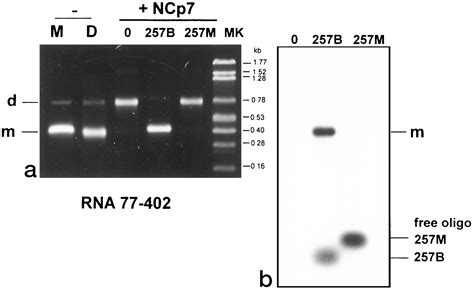 Ncp7 Activates Hiv 1lai Rna Dimerization By Converting A Transient Loop
