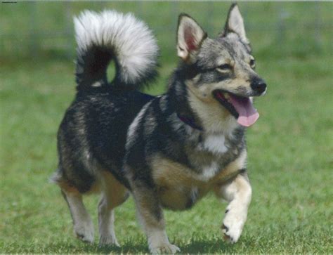 Swedish Vallhund Puppies Rescue Pictures Information Temperament