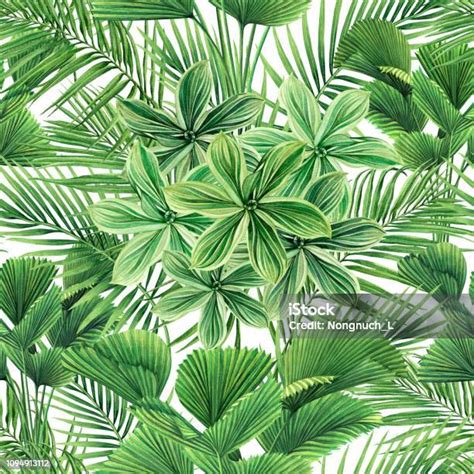 수채화 그림 록 팜 잎 흰색 배경에 고립 열 대 수채화 손으로 그린 그림 알로하 벽지 트리 정글 이국적인 잎 숲 하와이 스타일 패턴 배경 0명에 대한 스톡 벡터 아트 및
