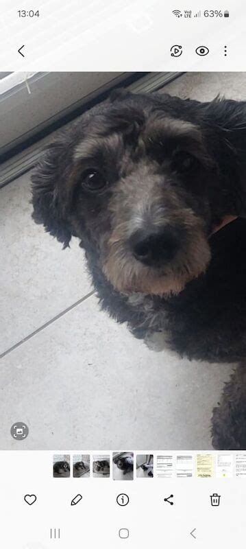 Cockapoo Puppies For Sale Under £500 Cockapoo Owners