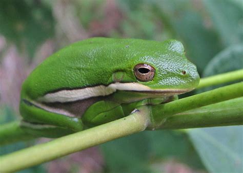 What Is Classification Part 2 Flashcards Quizlet