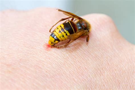 4 Common Summer Stinging Pests Atlanta Pest Control