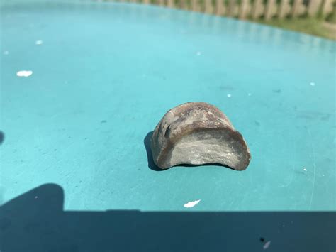 A Couple Of Possible Fossils Found In The Jurassic Coast Uk R Fossilid