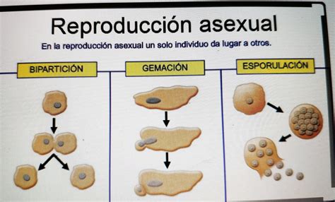 Seres Vivos La Vida Y Más ReproducciÓn Asexual
