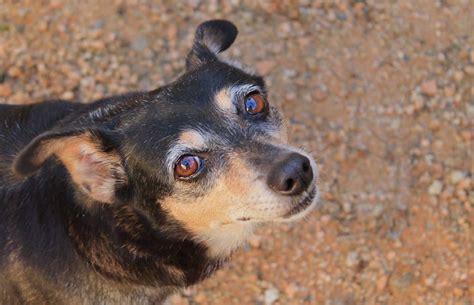 8 Raças De Cães Ideais Para Quem Vive No Campo Meu Valor Digital