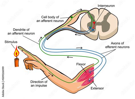 Flexion Withdrawal Reflex Polysynaptic Reflex เวกเตอร์สต็อก Adobe Stock