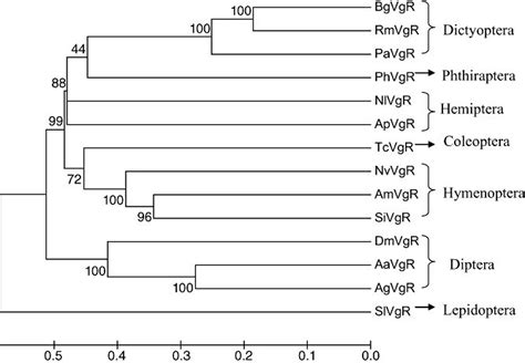The Molecular Phylogenetic Neighbour Joining Tree Constructed Based Download Scientific