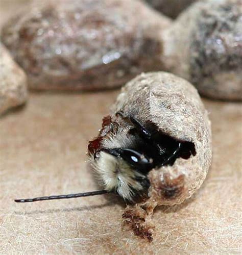 Mason Bee Cocoons West Coast Seeds